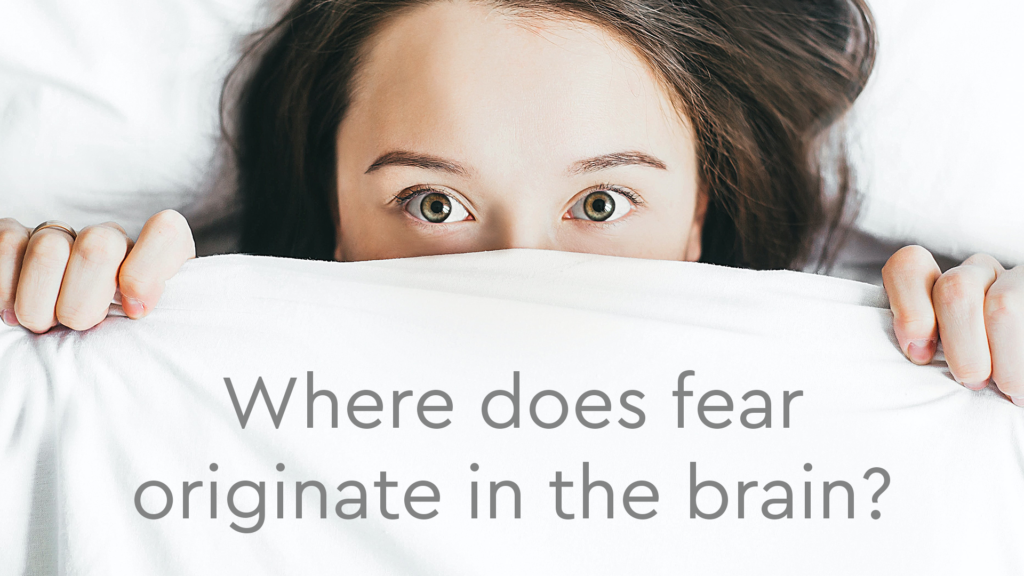 Where Does Fear Originate In The Brain? - HappyNeuron Pro - Blog